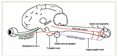 Sindrome de Horner en Pequeños Animales – VetPraxis