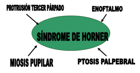Sindrome de Horner en Pequeños Animales – VetPraxis
