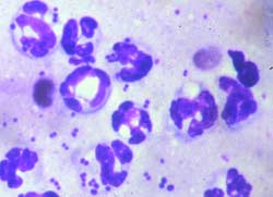 Aspectos Clínicos y de Diagnóstico de la Pioderma Canina – VetPraxis