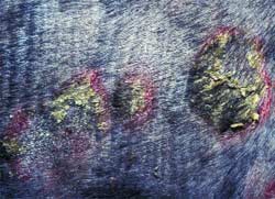 Aspectos Clínicos y de Diagnóstico de la Pioderma Canina – VetPraxis