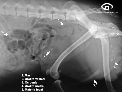 Urolitiasis vesical y uretral – VetPraxis