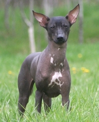 25 Años de reconocimiento del Perro sin pelo del Perú como raza oficial ...