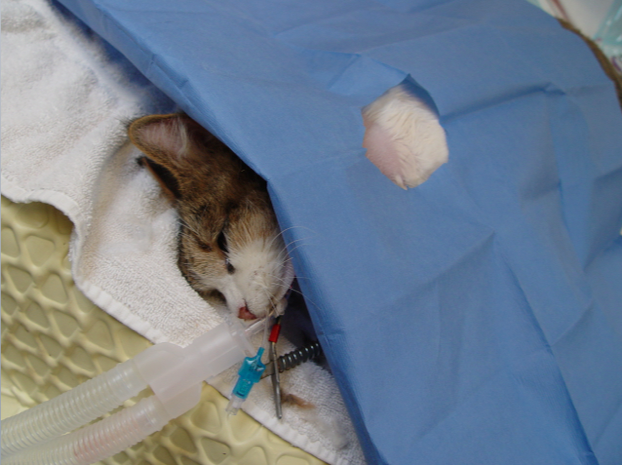 ¿Cómo insertar un tubo de esofagostomía? – VetPraxis