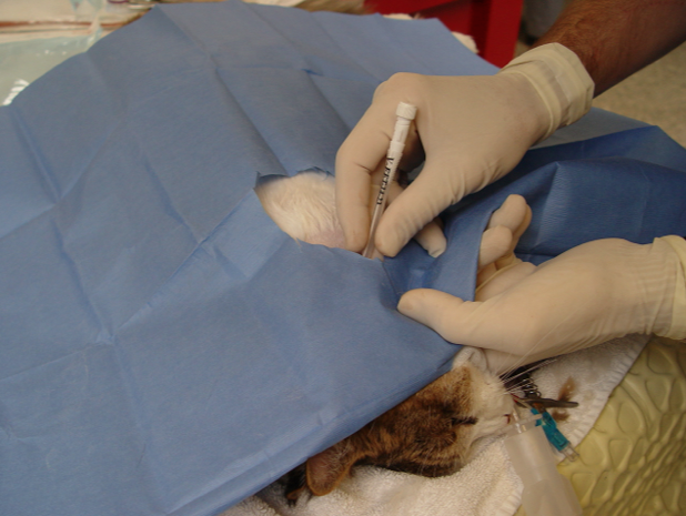 ¿Cómo insertar un tubo de esofagostomía? – VetPraxis