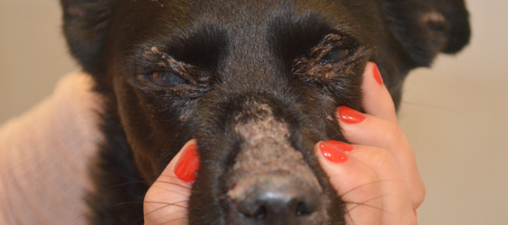 Reto Veterinario: Dermatología canina – VetPraxis
