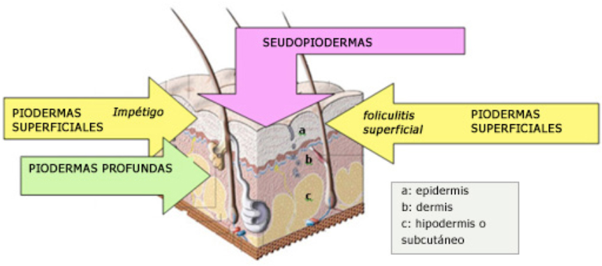 Pioderma en el Canino Part. I – VetPraxis