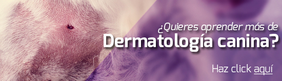 Pioderma en el Canino Part. I – VetPraxis