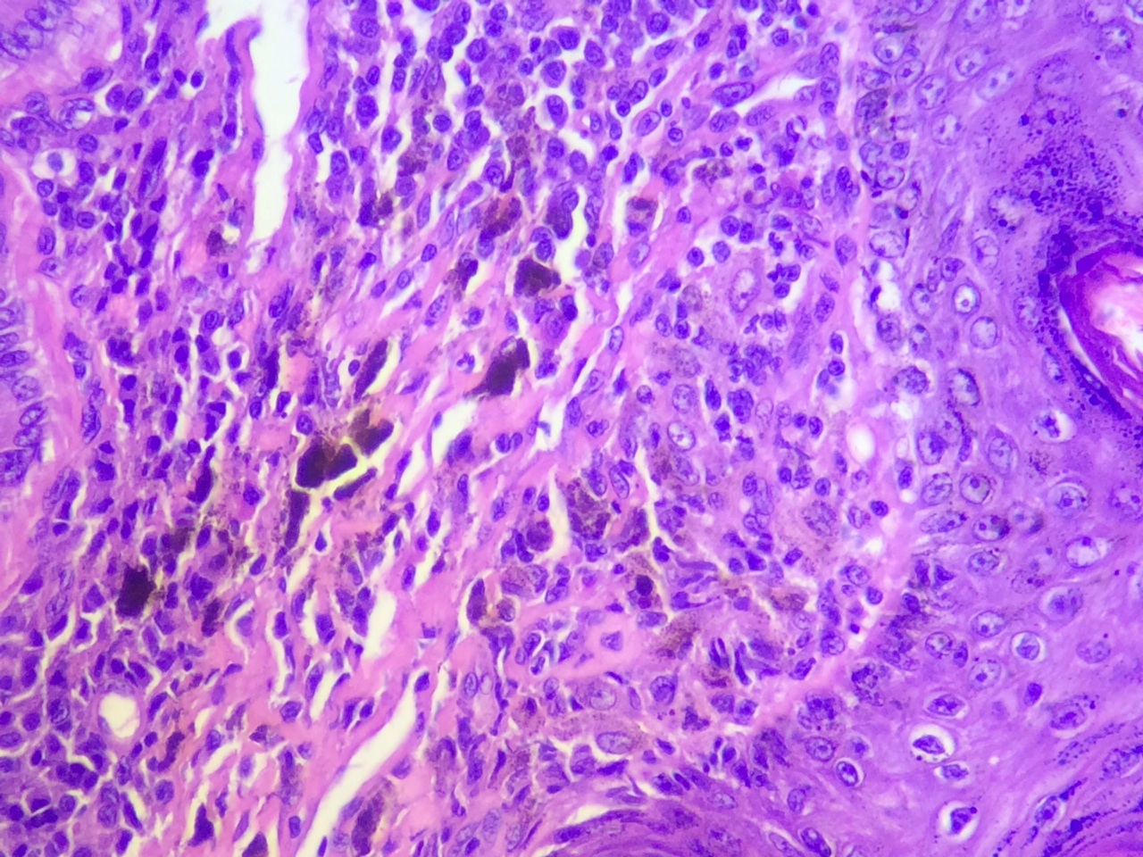 Reto Veterinario: Dermatología canina – VetPraxis