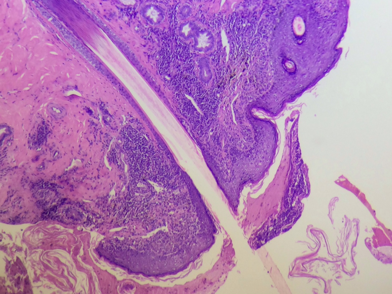 Reto Veterinario: Dermatología canina – VetPraxis