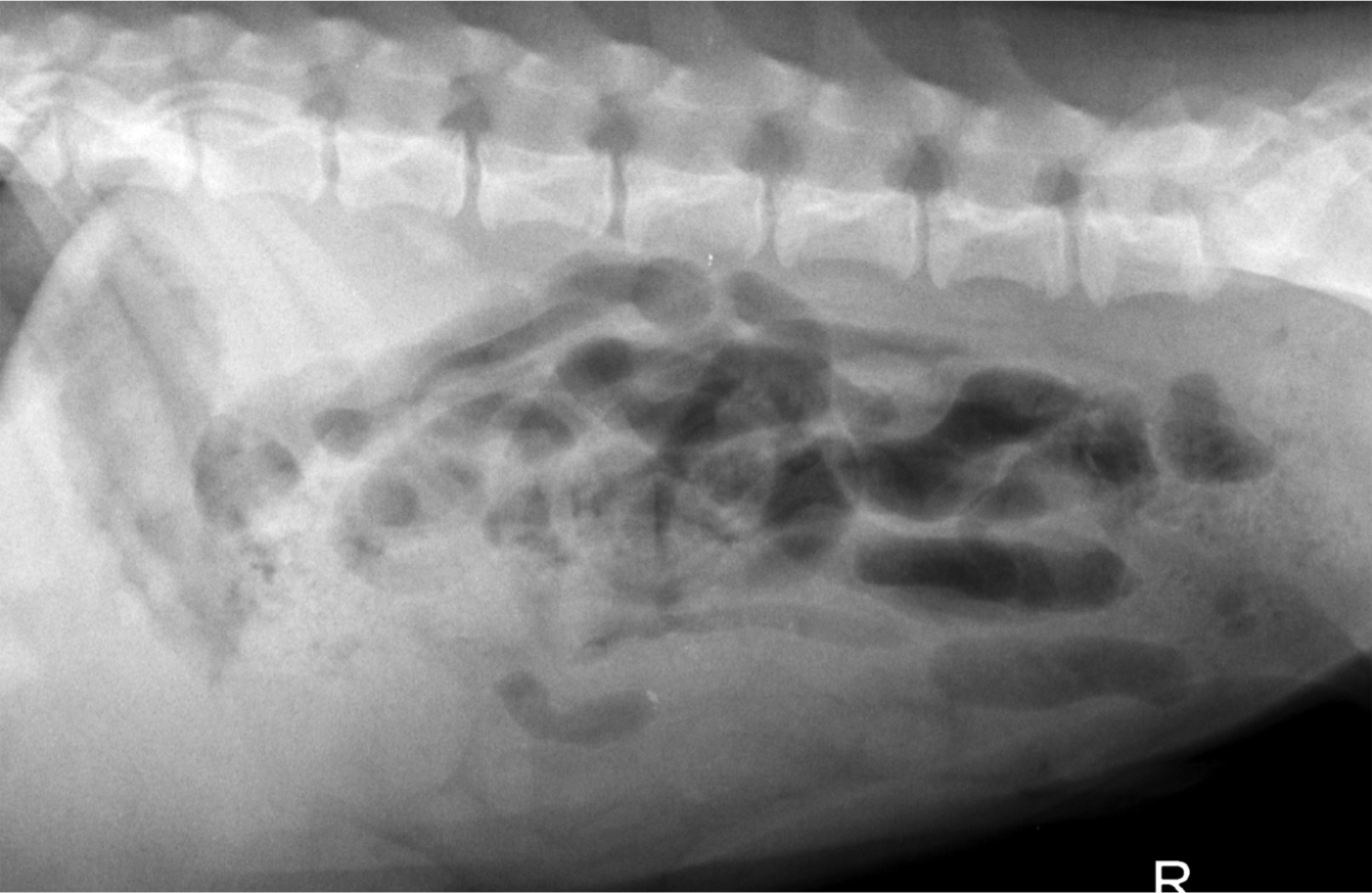 Reto Veterinario: Procedimientos de Urgencias – VetPraxis