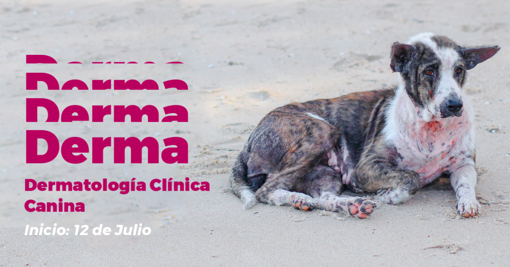 Dermatología Clínica Canina – VetPraxis